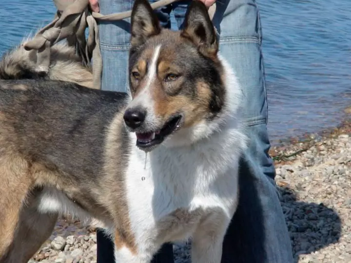 Sharqiy Sibir Laika (VSL): fotosuratlar va videolar bilan it zotining tavsifi 4574_12