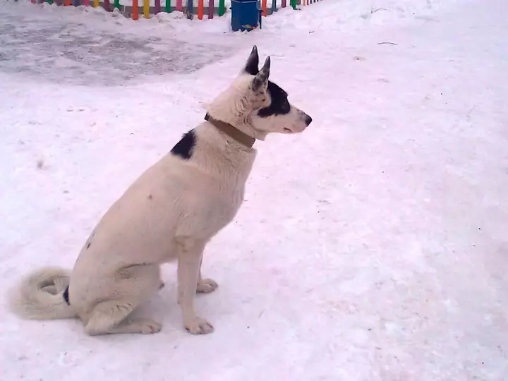 Laika Siberian Thoir (VSL): tuairisc ar an bpór madraí le grianghraif agus físeáin 4574_13