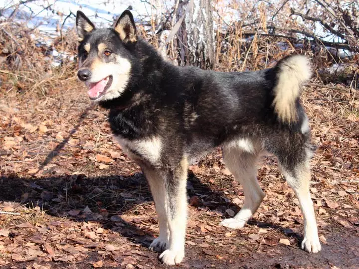 East Siberian Laika (VSL): beskrivelse av hunderasen med bilder og videoer 4574_14