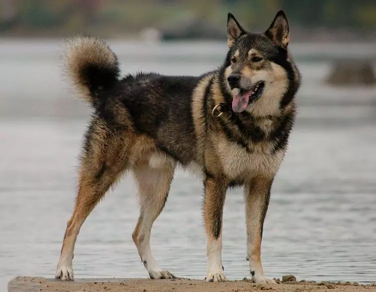 Grianghraf East Siberian Laika