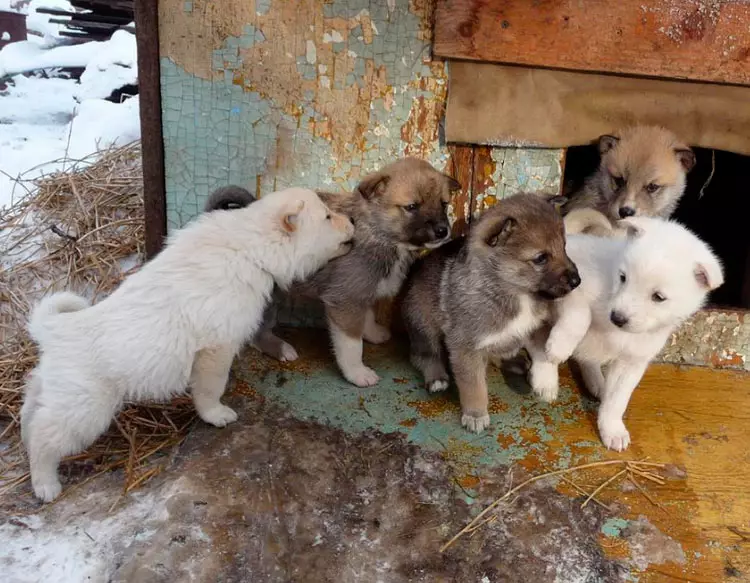 Mga tuta sa East Siberian Laika