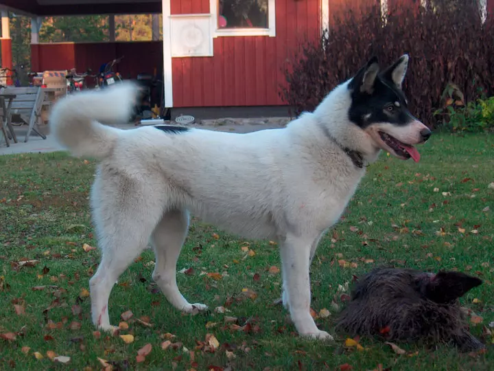 Doğu Sibirya Laika (VSL): fotoğraf ve videolarla köpek ırkının tanımı 4574_6