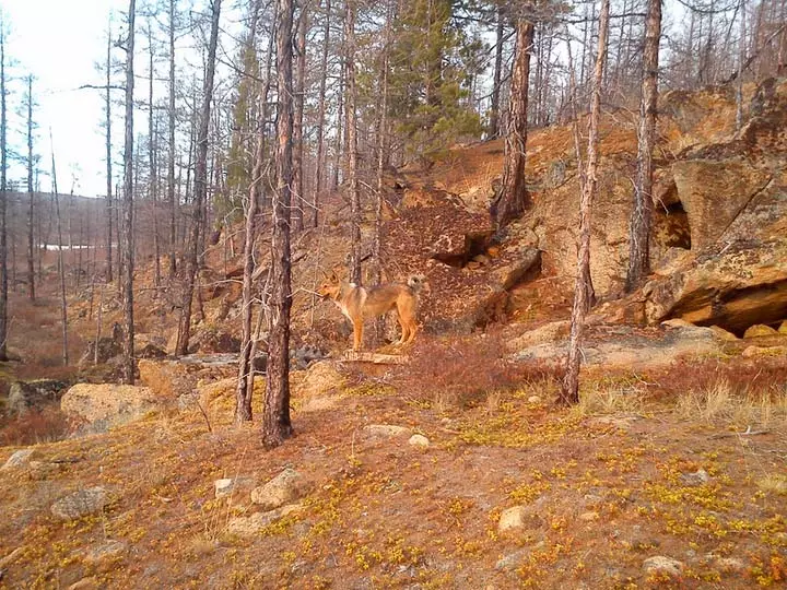 Rytų Sibiro Laika (VSL): šunų veislės aprašymas su nuotraukomis ir vaizdo įrašais 4574_7