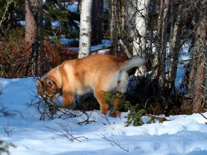 Rytų Sibiro Laika (VSL): šunų veislės aprašymas su nuotraukomis ir vaizdo įrašais 4574_8