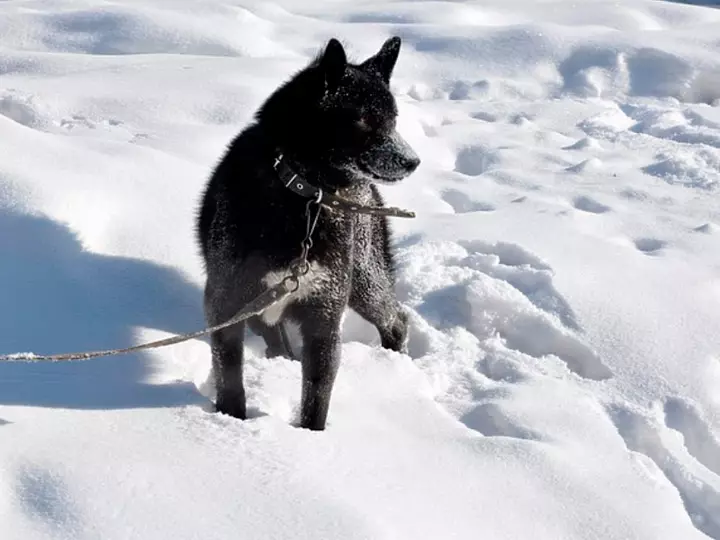 Laika Siberian Thoir (VSL): tuairisc ar an bpór madraí le grianghraif agus físeáin 4574_9