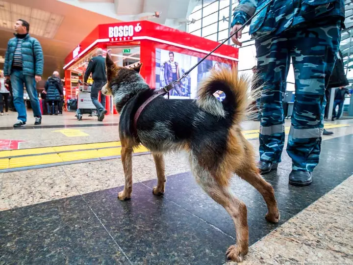 Шалайка (кучето на Сулимов, Шабака, Квартерон): описание на породата със снимка 4582_5