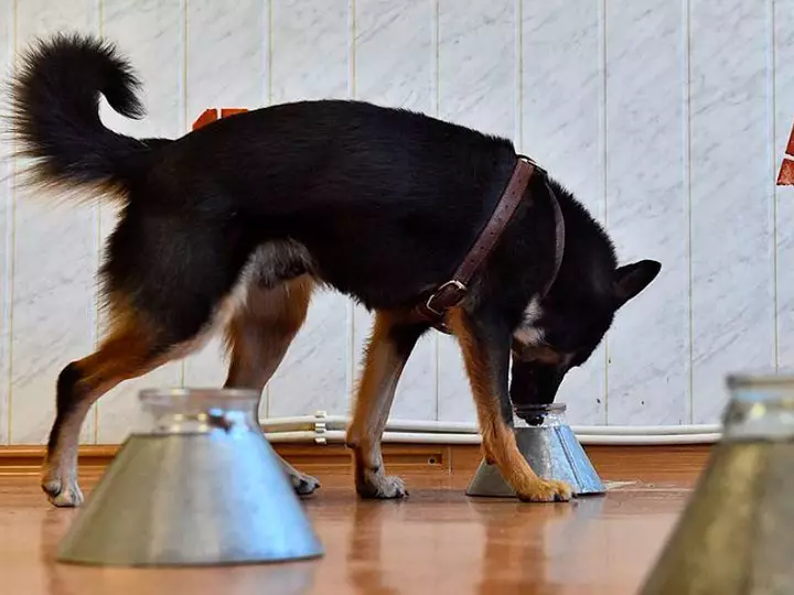 Шалайка (кучето на Сулимов, Шабака, Квартерон): описание на породата със снимка 4582_8