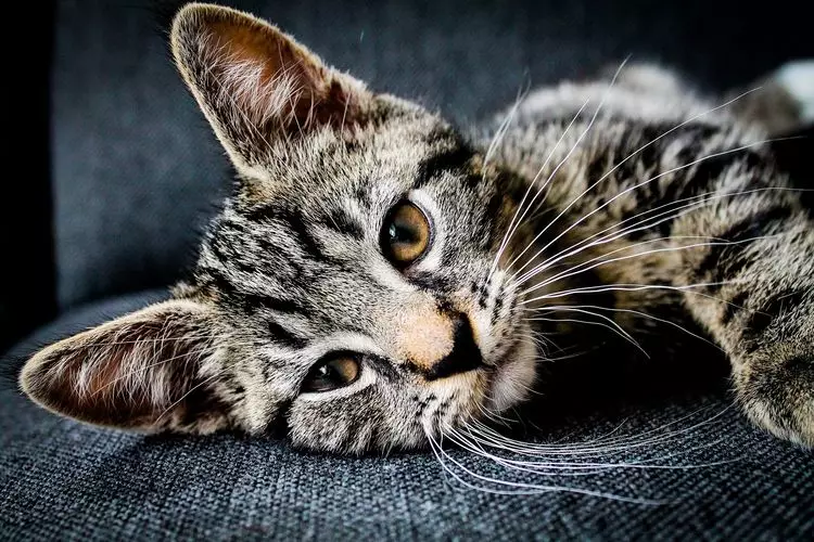 Kissalla on korkeat leukosyytit veressä: syyt ja hoito | miksi, miten hoidetaan