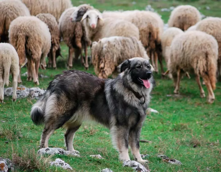 Il cane da pastore Krashskaya pascola le pecore