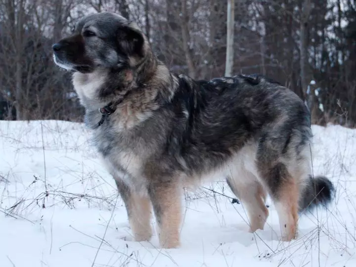 Krashskaya Shepherd Dog: descrizione della razza del cane con foto e video 4618_10