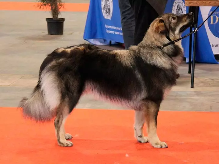 Krashskaya Shepherd Dog: descrizione della razza del cane con foto e video 4618_11
