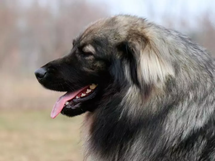 Krashskaya Shepherd Dog: descrizione della razza del cane con foto e video 4618_12