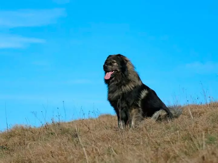 Krashskaya Shepherd Dog: descrizione della razza del cane con foto e video 4618_13