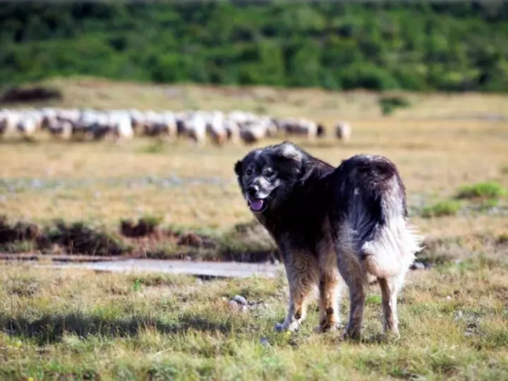 Krashskaya Shepherd Dog: descrizione della razza del cane con foto e video 4618_14