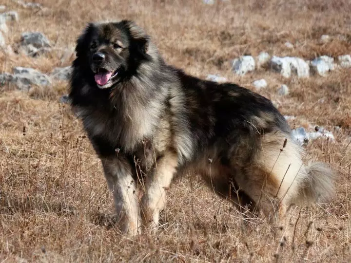 Krashskaya Shepherd Dog: descrizione della razza del cane con foto e video 4618_5
