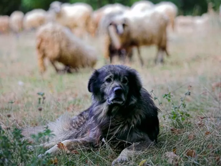 Krashskaya Shepherd Dog: descrizione della razza del cane con foto e video 4618_6