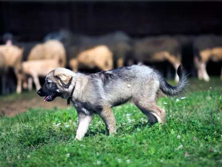 Krashskaya Shepherd Dog: descrizione della razza del cane con foto e video 4618_7