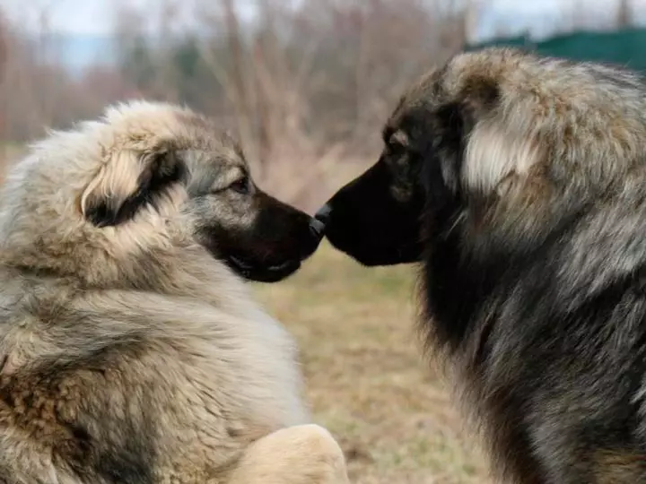 Krashskaya Shepherd Dog: descrizione della razza del cane con foto e video 4618_8