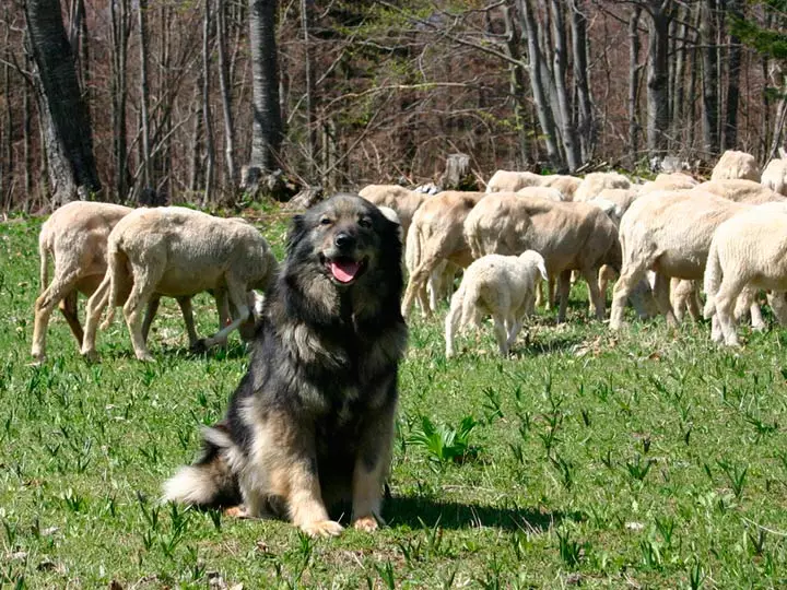 Krashskaya Shepherd Dog: descrizione della razza del cane con foto e video 4618_9