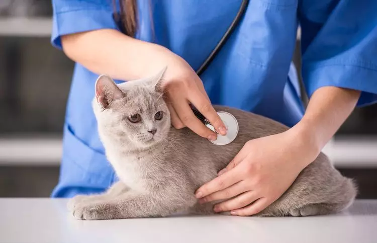 Kaķa pārbaude, ko veic veterinārārsts