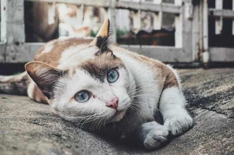 Leukemia pada kucing