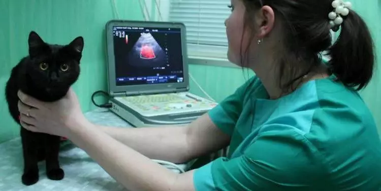 Ultrasound para sa isang pusa