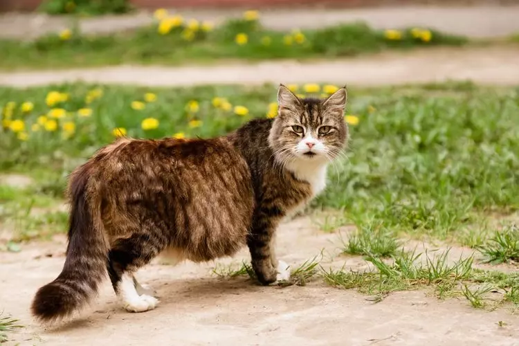 Gato paseando pola rúa