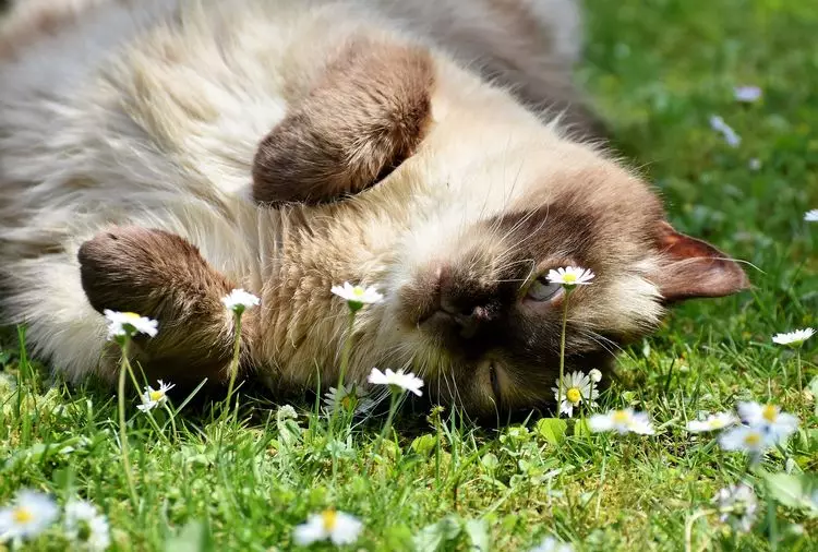 De kat ligt in het gras