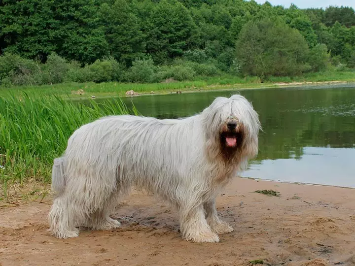 South Russian Shepherd Dog (YURO): paghulagway sa lahi sa iro nga adunay mga litrato ug video 4728_10