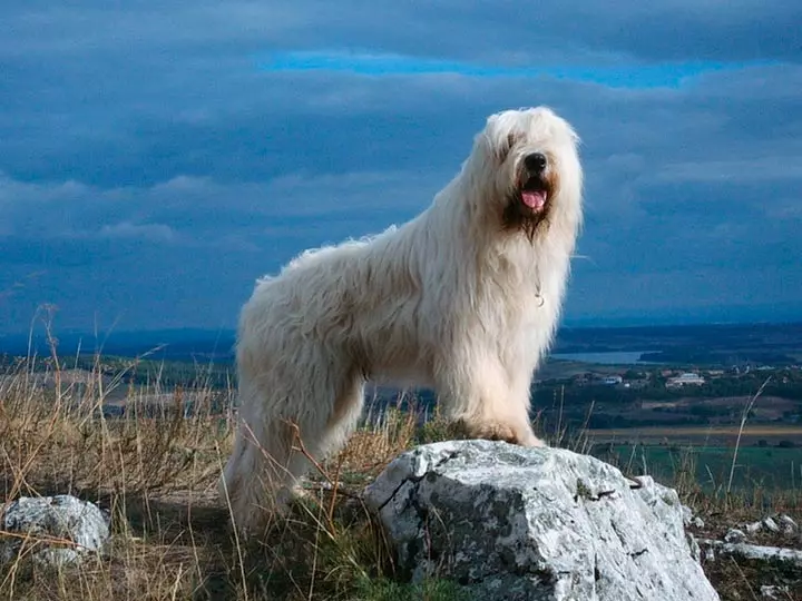 South Russian Shepherd Dog (YURO) : 사진 및 비디오와 함께 개 품종에 대한 설명 4728_11