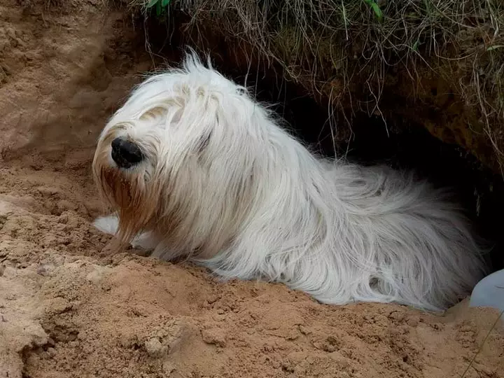 南俄羅斯牧羊犬 (YURO)：用照片和視頻描述狗的品種 4728_12