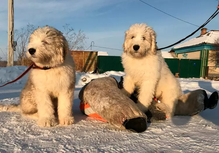 南ロシアの羊飼いの子犬