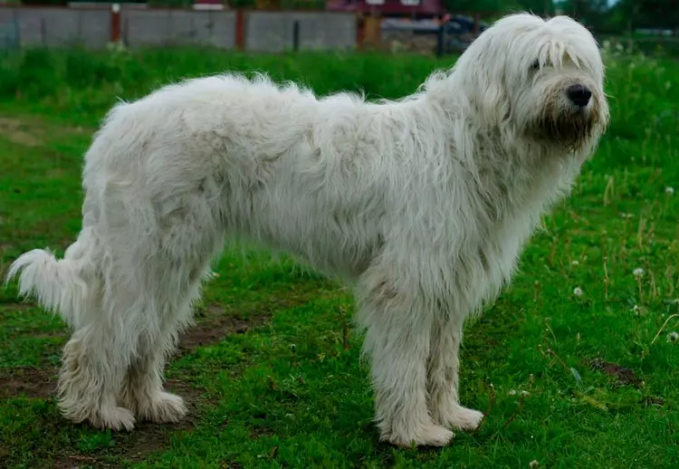 Dawb South Russian Shepherd Dog