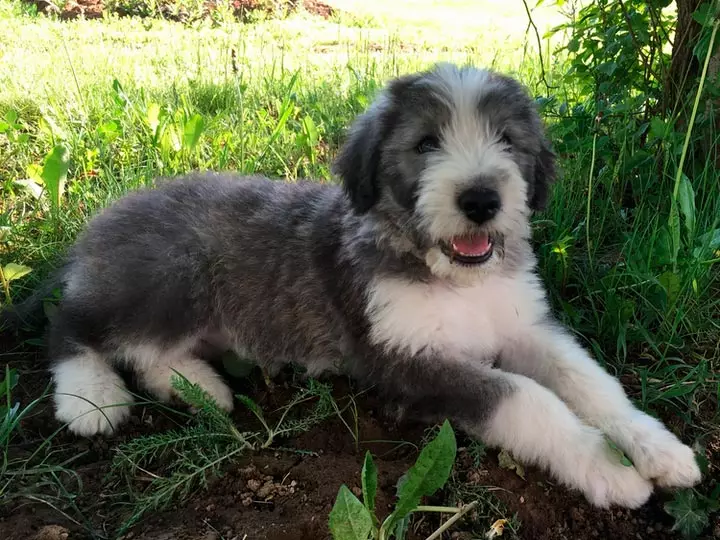 South Russian Shepherd Dog (YURO) : 사진 및 비디오와 함께 개 품종에 대한 설명 4728_4