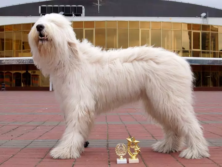 South Russian Shepherd Dog (YURO) : 사진 및 비디오와 함께 개 품종에 대한 설명 4728_5