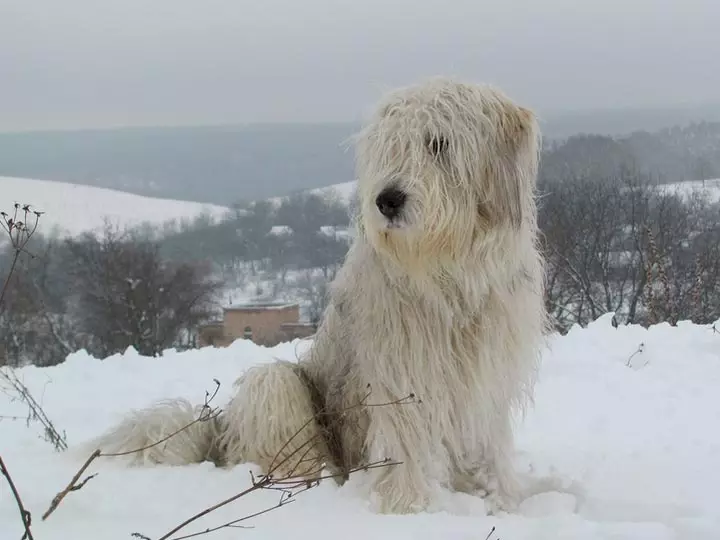 South Russian Shepherd Dog (YURO): kev piav qhia ntawm tus dev yug nrog duab thiab yeeb yaj kiab 4728_6