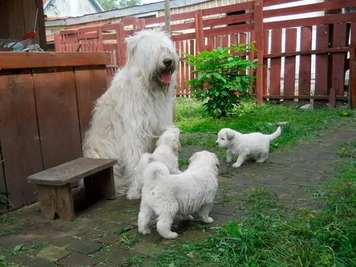 South Russian Shepherd Dog (YURO): kev piav qhia ntawm tus dev yug nrog duab thiab yeeb yaj kiab 4728_7