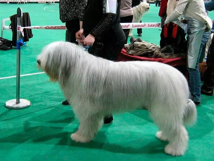 South Russian Shepherd Dog (YURO): kev piav qhia ntawm tus dev yug nrog duab thiab yeeb yaj kiab 4728_8