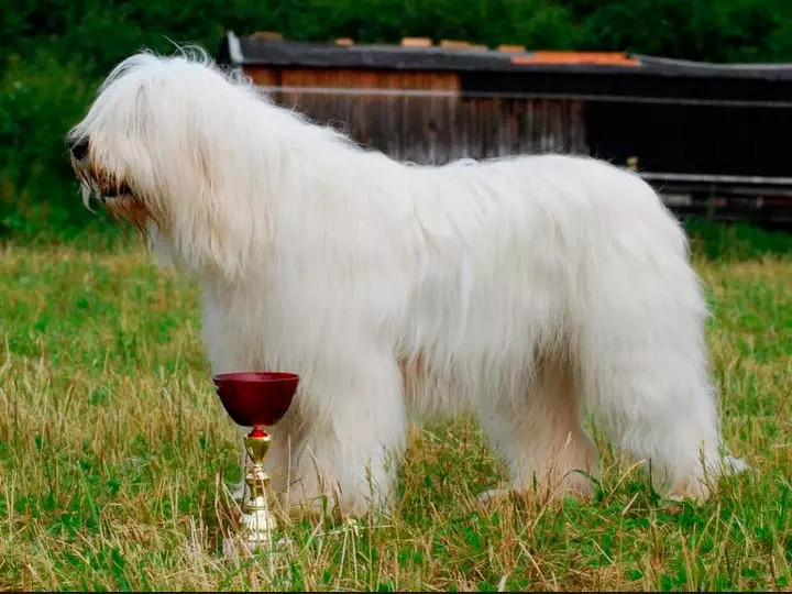 South Russian Shepherd Dog (YURO) : 사진 및 비디오와 함께 개 품종에 대한 설명 4728_9