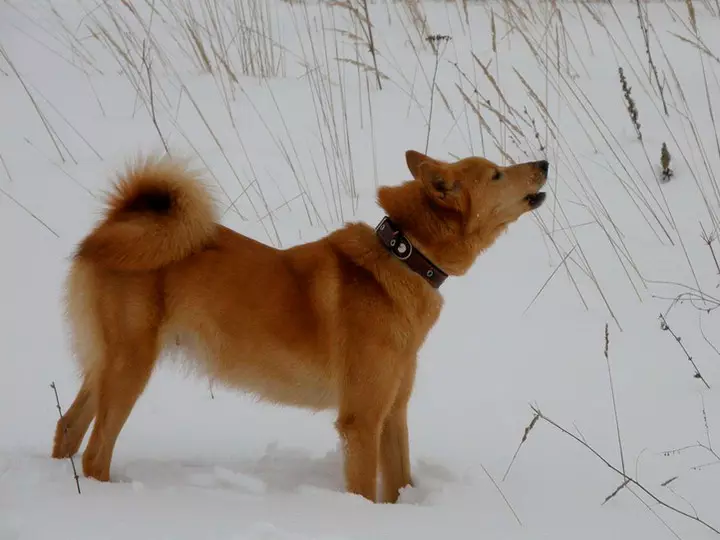 Karelian-Finnish Laika (ChiFinnish Spitz): tsananguro yerudzi nemifananidzo nemavhidhiyo 4740_10