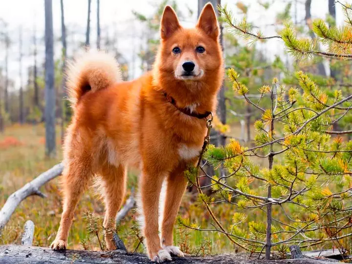 Karelian-Finnish Laika (Finnish Spitz): ဓာတ်ပုံများနှင့်ဗွီဒီယိုများဖြင့်မျိုးစိတ်၏ဖော်ပြချက် 4740_11