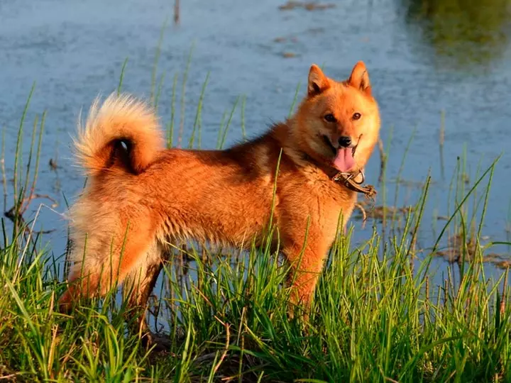 Karelian-Finnish Laika (Finnish Spitz): paglalarawan ng lahi na may mga larawan at video 4740_12