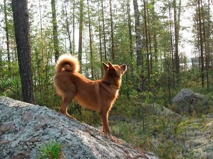 Karelian-Finnish Laika (Finnish Spitz): ဓာတ်ပုံများနှင့်ဗွီဒီယိုများဖြင့်မျိုးစိတ်၏ဖော်ပြချက် 4740_13