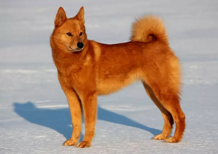 what does the Karelian-Finnish Laika look like