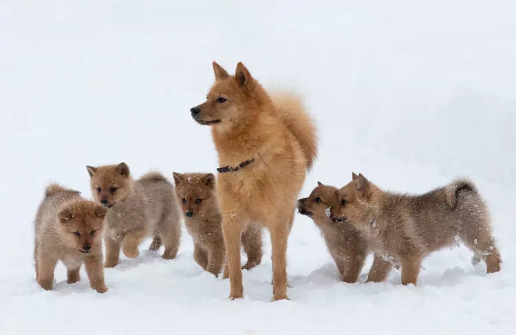 Karelo-Finnish Laika kasama ang mga tuta