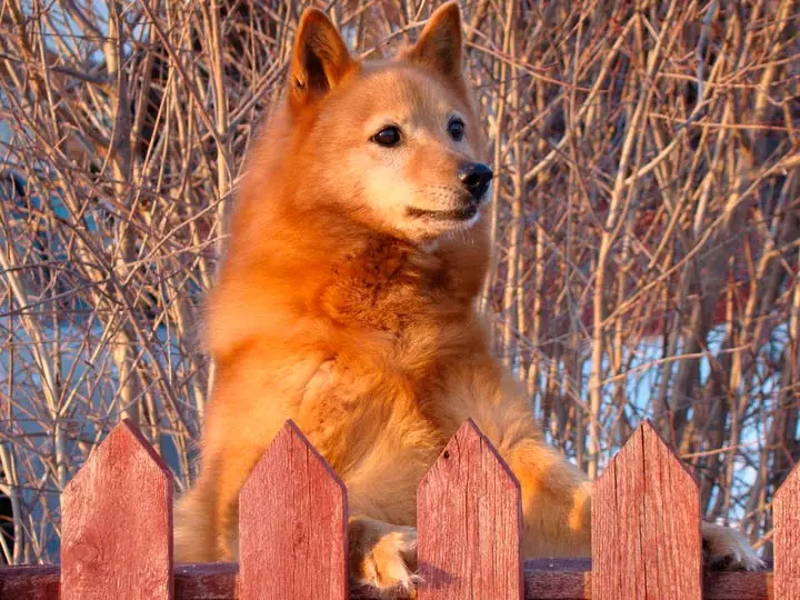 Karelian-Finnish Laika (Finnish Spitz): paglalarawan ng lahi na may mga larawan at video 4740_4