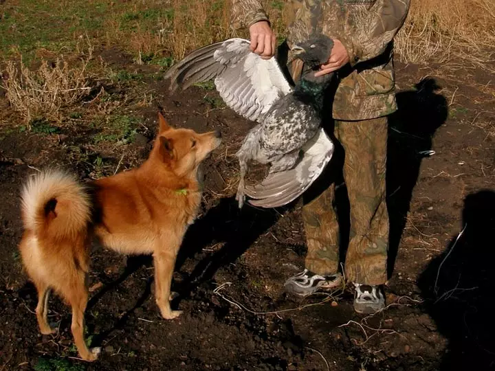 Karelo-Finnish Laika (Finnish Spitz): descripció de la raça amb fotos i vídeos 4740_5