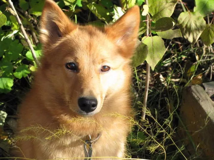 Karelian-Finnish Laika (Finnish Spitz): paglalarawan ng lahi na may mga larawan at video 4740_6