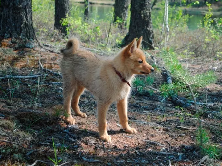 Karelsk-finnsk Laika (finnsk spitz): lýsing á tegundinni með myndum og myndskeiðum 4740_8