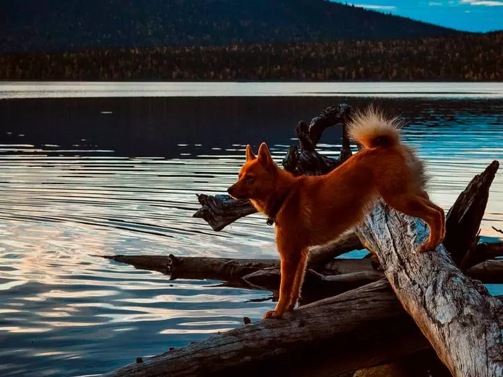 Karelsk-finnsk Laika (finnsk spitz): lýsing á tegundinni með myndum og myndskeiðum 4740_9